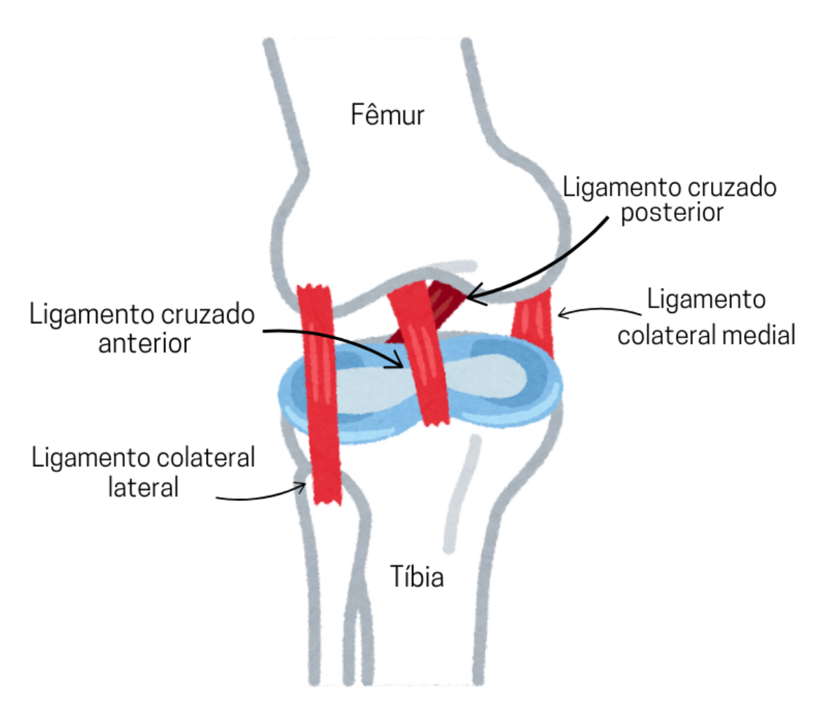 Lesão do Ligamento Cruzado Anterior (LCA): causas, sintomas e tratamentos